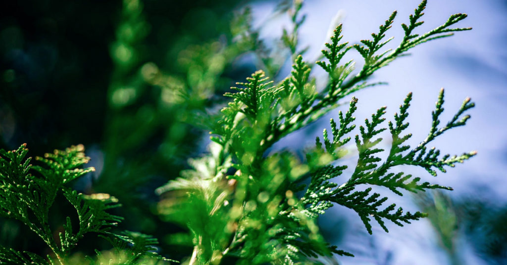 6 Ways You Can Make Christmas Easier with a Mini Tree - Appleyard London