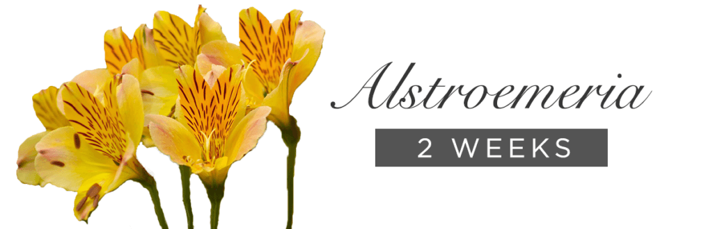 Top 12 Long-Lasting Flowers - Appleyard London