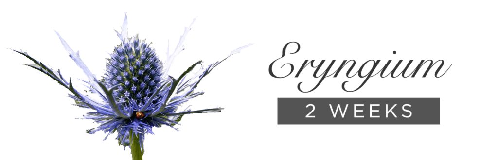 Top 12 Long-Lasting Flowers - Appleyard London