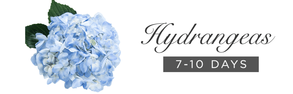 Top 12 Long-Lasting Flowers - Appleyard London