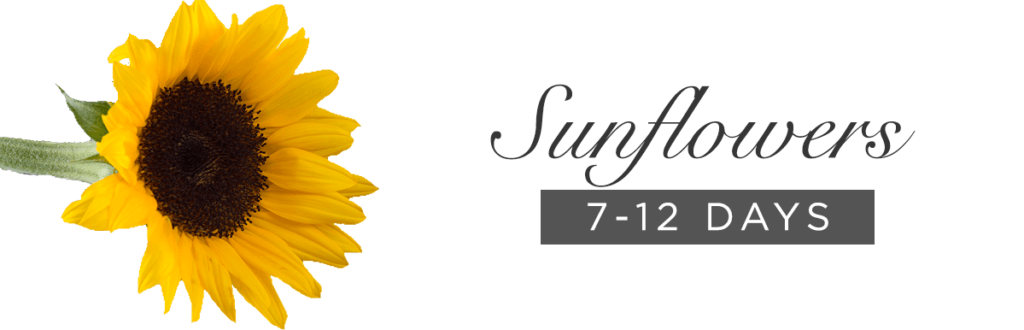 Top 12 Long-Lasting Flowers - Appleyard London