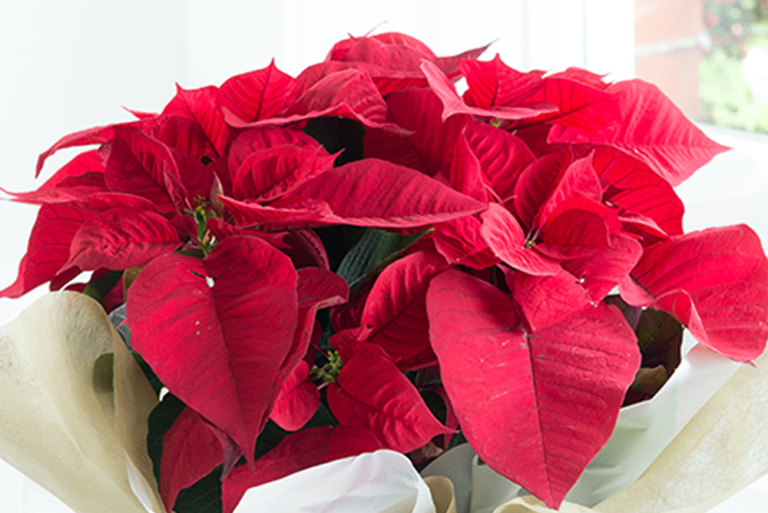 Top 6 Traditional Christmas Flowers & Plants - Appleyard London