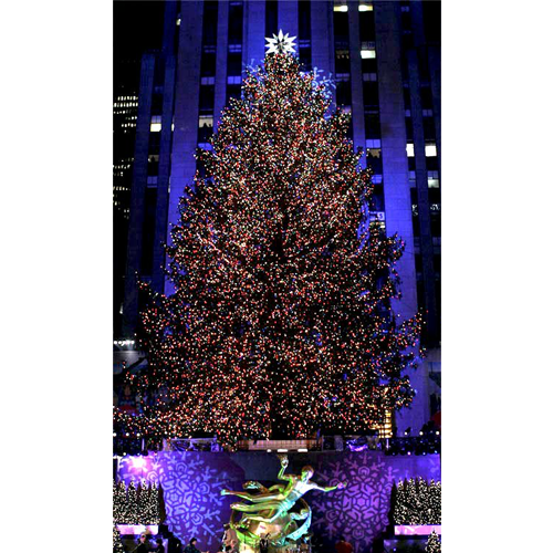 Christmas Trees Around The World | Appleyard Blog