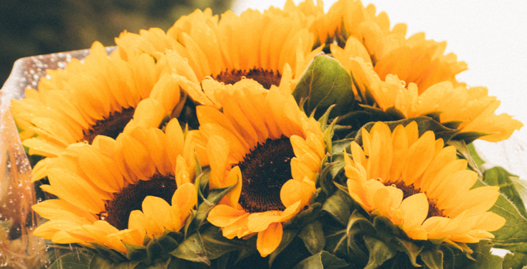 8 Facts You Didn't Know About Sunflowers | The Flower Diaries