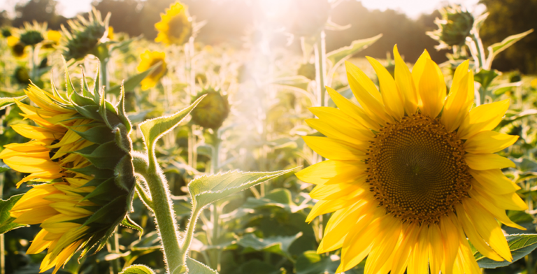 8 Facts You Didn't Know About Sunflowers | The Flower Diaries