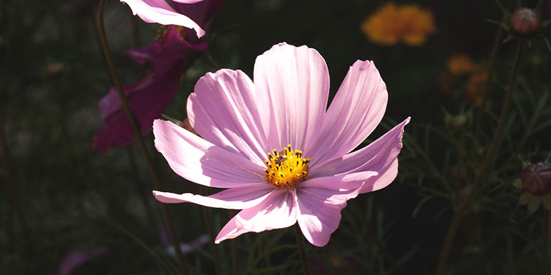 The Best British Flowers by Season - Appleyard London