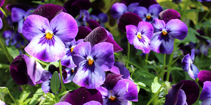 The Best British Flowers by Season - Appleyard London