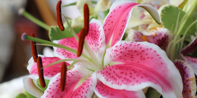 The Foolproof Trick for Removing Pollen Stains - Appleyard London