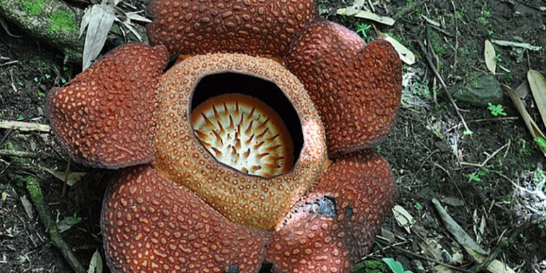 10 Spooky Halloween Flowers | Appleyard London