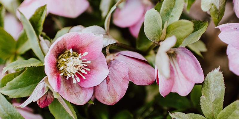 5 EARLY BLOOMING FLOWERS TO LOOK OUT FOR | APPLEYARD BLOG