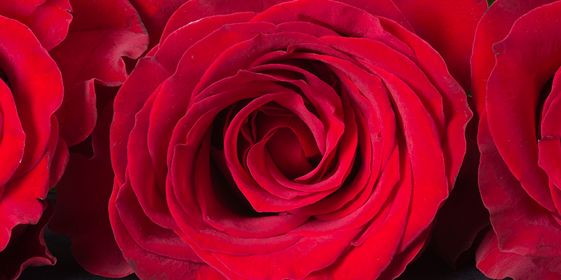 5 Subtle Ways To Hint Valentines Flowers | Appleyard Blog