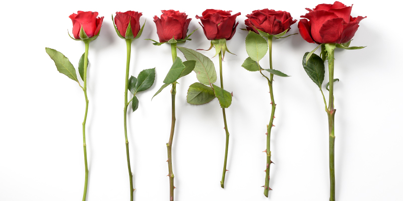 5 Subtle Ways To Hint Valentines Flowers | Appleyard Blog