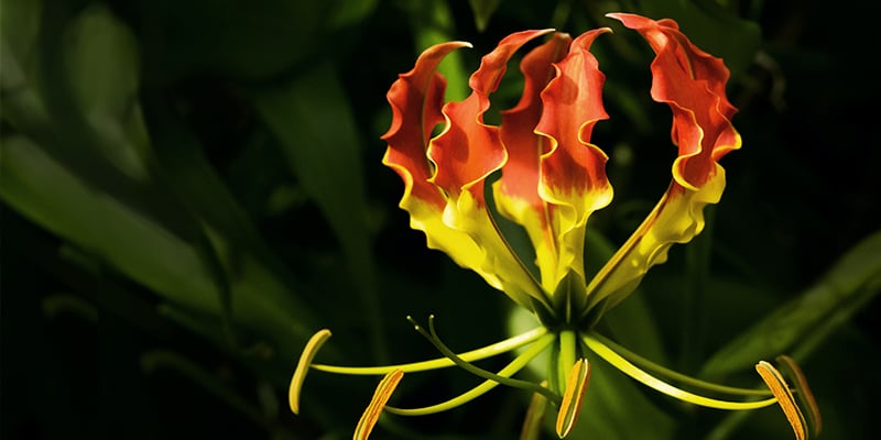 6 Of The World's Most Unusual Flowers | Appleyard Blog