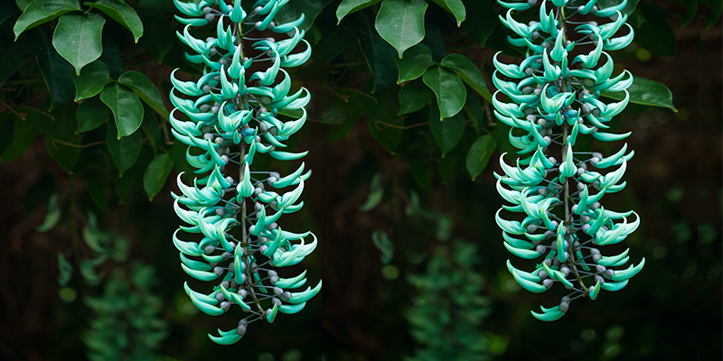 6 Of The World's Most Unusual Flowers | Appleyard Blog