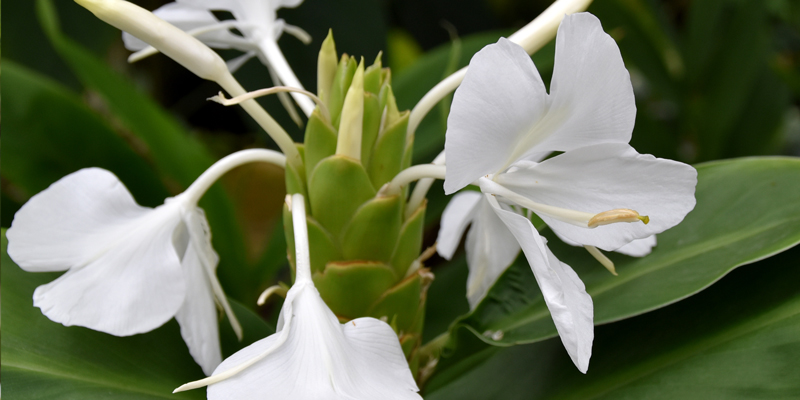 Caribbean Flowers And Their Names | Best Flower Site