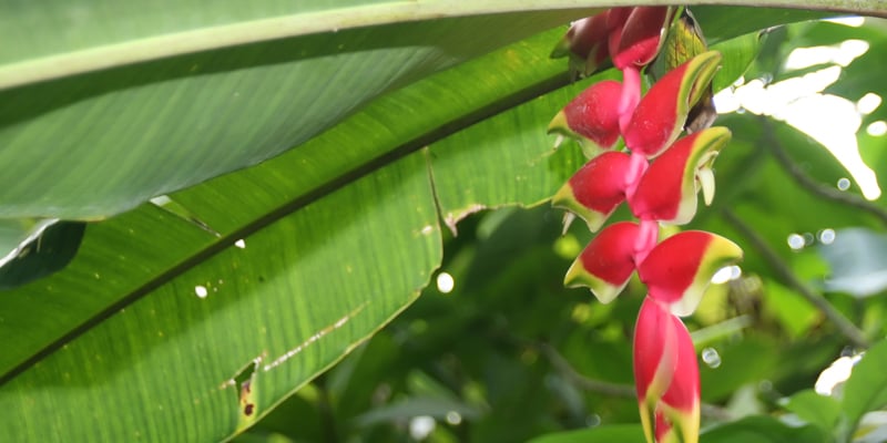 Caribbean Flowers: Our Top 10 Picks | Appleyard Blog