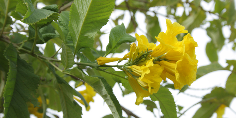 Caribbean Flowers And Their Names | Best Flower Site