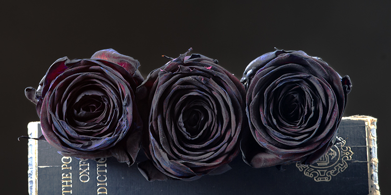 Our Top 10 Facts About Roses | Appleyard London | Luxury Flowers