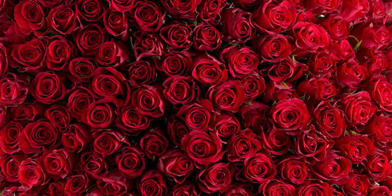Our Top 10 Facts About Roses | Appleyard London | Luxury Flowers