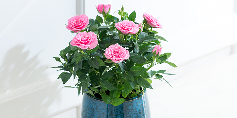 Our Top 10 Facts About Roses | Appleyard London | Luxury Flowers