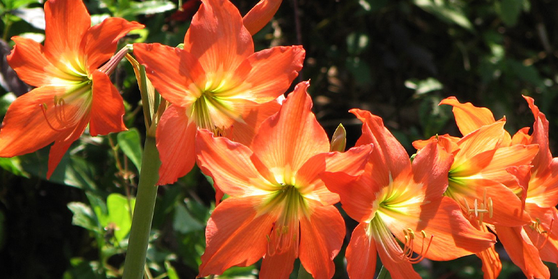 Caribbean Flowers: Our Top 10 Picks | Appleyard Blog