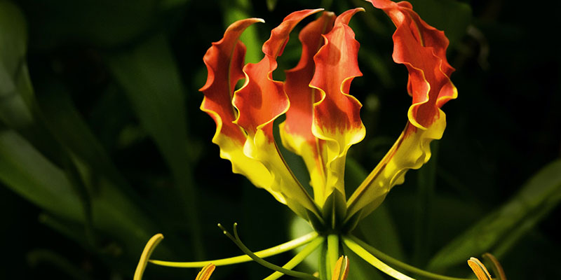8 Of The Most Expensive Flowers On The Planet - Appleyard London