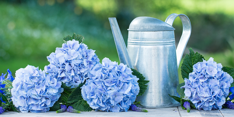 The Language of Flowers | Flower Meanings - Appleyard London