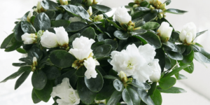 9 Flowers that Symbolise Femininity / THE FLOWER DIARIES