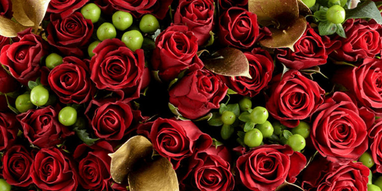 Top 6 Traditional Christmas Flowers & Plants - Appleyard London