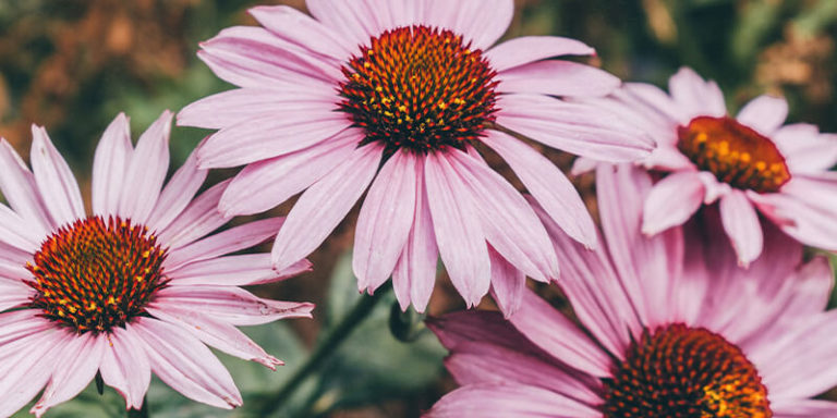 16 Plants & Flowers with Magical Healing Properties - Appleyard London