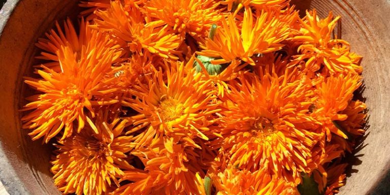 16 Plants & Flowers with Magical Healing Properties - Appleyard London