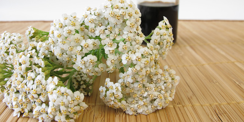 16 Plants & Flowers with Magical Healing Properties - Appleyard London