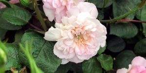 10 Flowers Named After Royals - Appleyard London