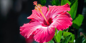 Caribbean Flowers: Our Top 10 Picks | Appleyard Blog