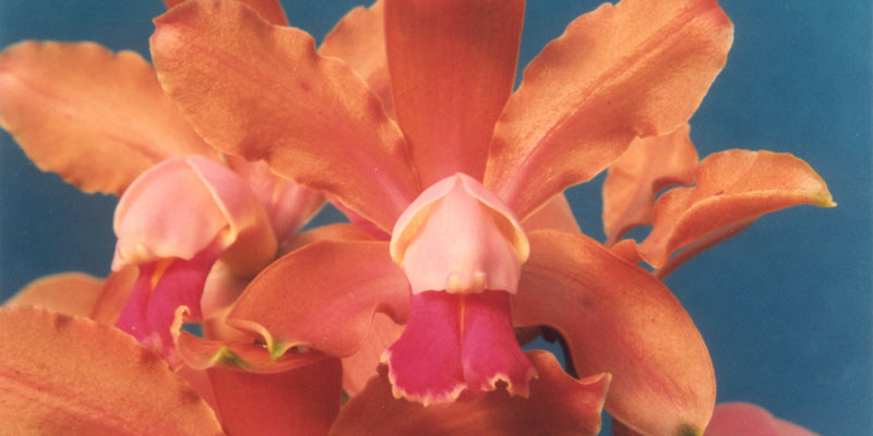 Caribbean Flowers: Our Top 10 Picks | Appleyard Blog