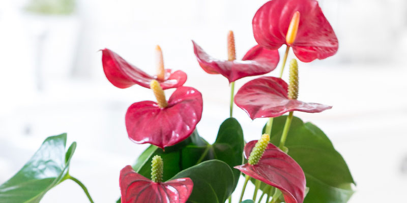 Caribbean Flowers: Our Top 10 Picks | Appleyard Blog