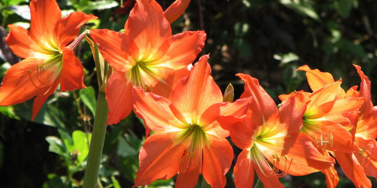 Caribbean Flowers: Our Top 10 Picks | Appleyard Blog