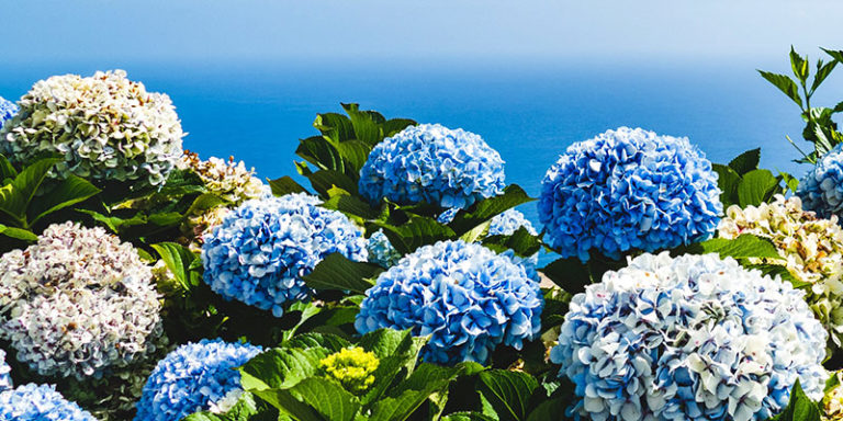 6 Facts You Didn't Know About Hydrangeas - The Flower Diaries