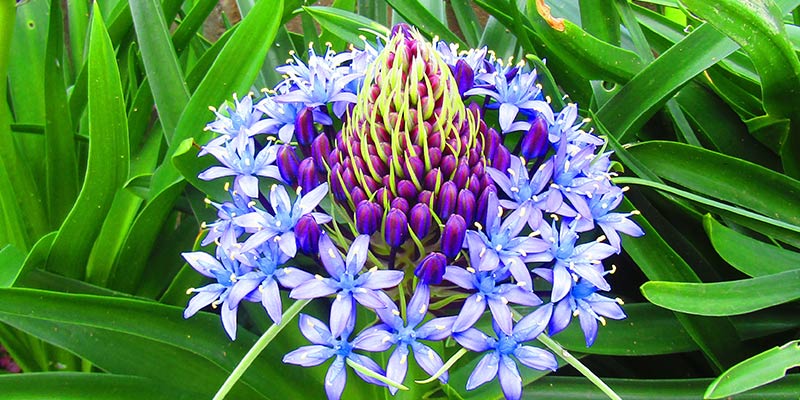 Us Virgin Islands State Flower | Best Flower Site