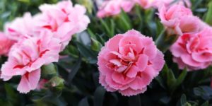 Top Facts About Carnations - Appleyard London