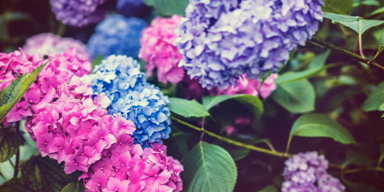 6 Facts You Didn't Know About Hydrangeas - The Flower Diaries