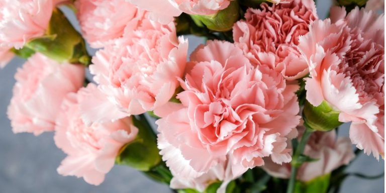 Top Facts About Carnations - Appleyard London