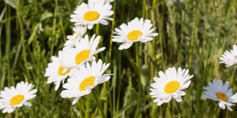 How To Make A Daisy Chain | Appleyard blog