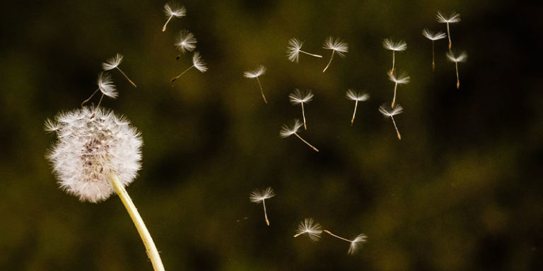 Floral Folklore: 12 Flowers Linked to Magic & Superstition - Appleyard