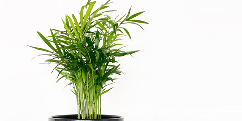 Which Flowers Are Safe for Pets? | Appleyard London