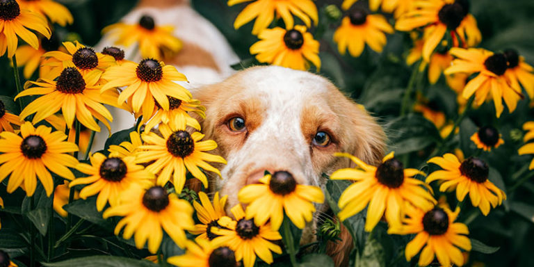 Which Flowers Are Safe for Pets? | Appleyard London