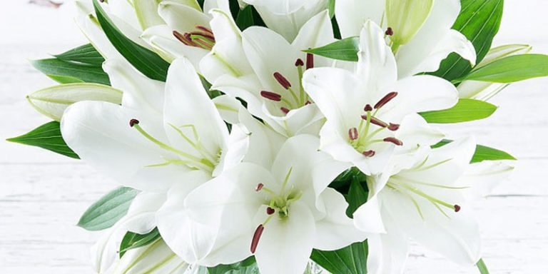 8 Best Cut Flowers for People with Hay Fever - Appleyard London