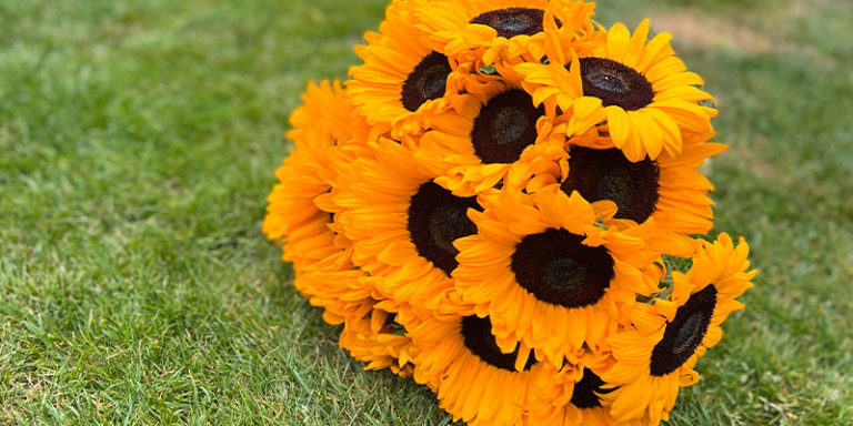 10 Flowers that Symbolise Friendship - Appleyard London