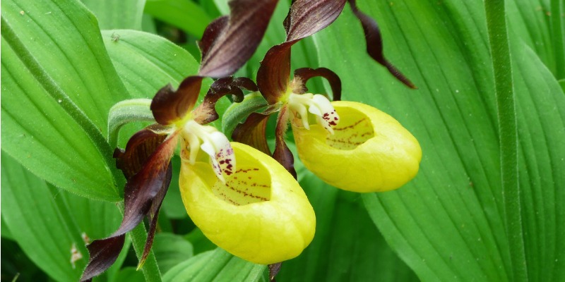 7 Facts You Didn’t Know About Orchids / THE FLOWER DIARIES
