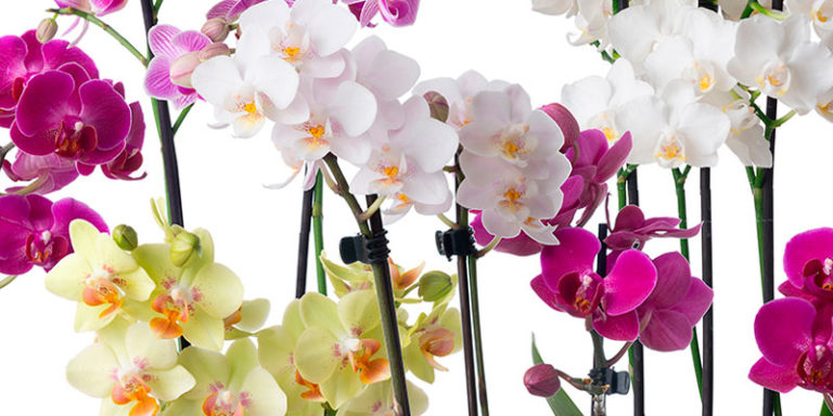 7 Facts You Didn’t Know About Orchids / THE FLOWER DIARIES